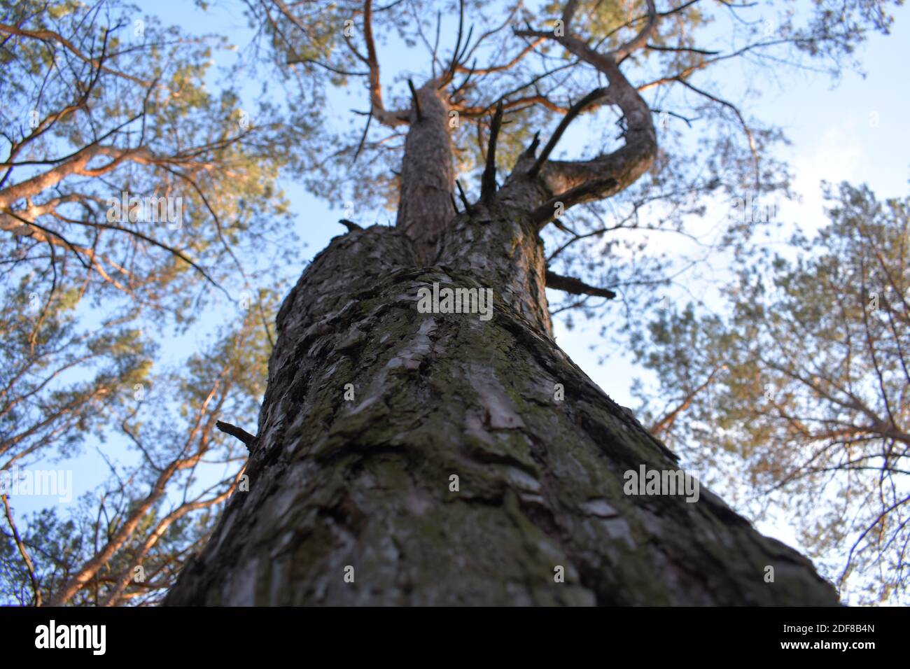 Pine tree flower hi-res stock photography and images - Alamy