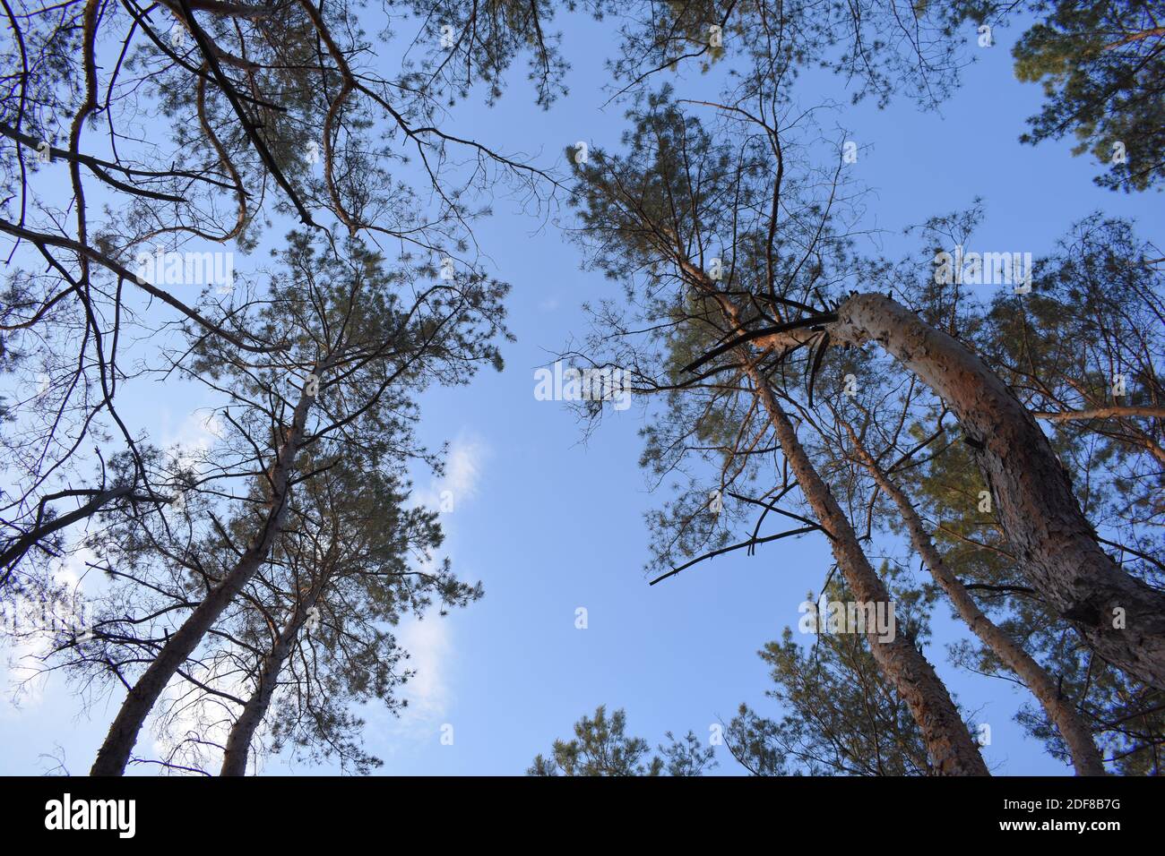 Pine tree forest Stock Photo - Alamy