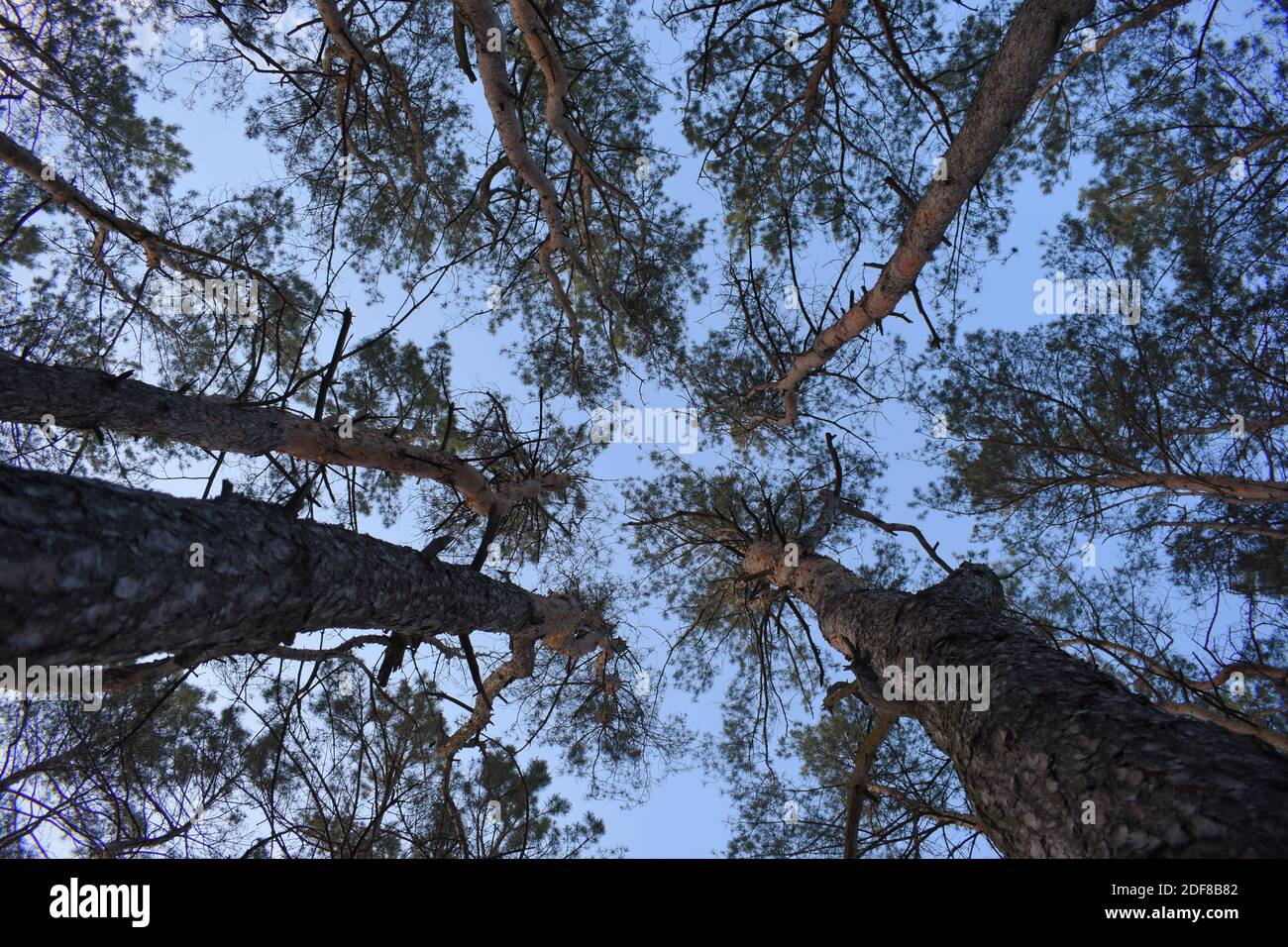 Pine tree forest Stock Photo - Alamy