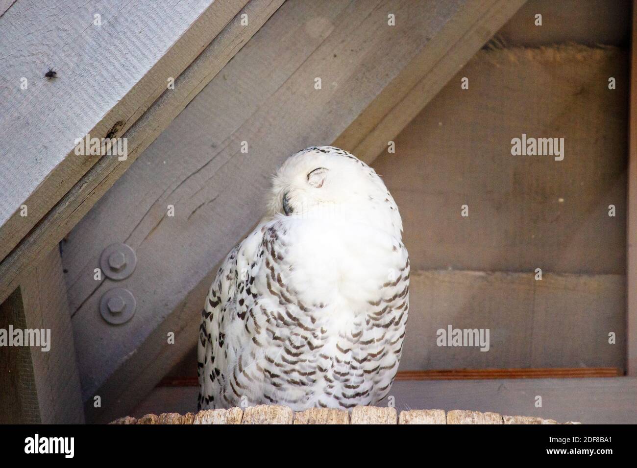 Front view of a snowy owl in its shelter, latin Bubo scandiacus Stock ...