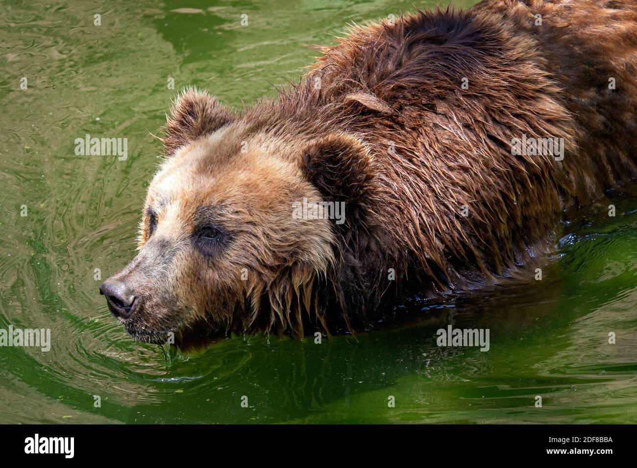 Kamchatka Brown bear (Ursus arctos beringians) in water Stock Photo - Alamy