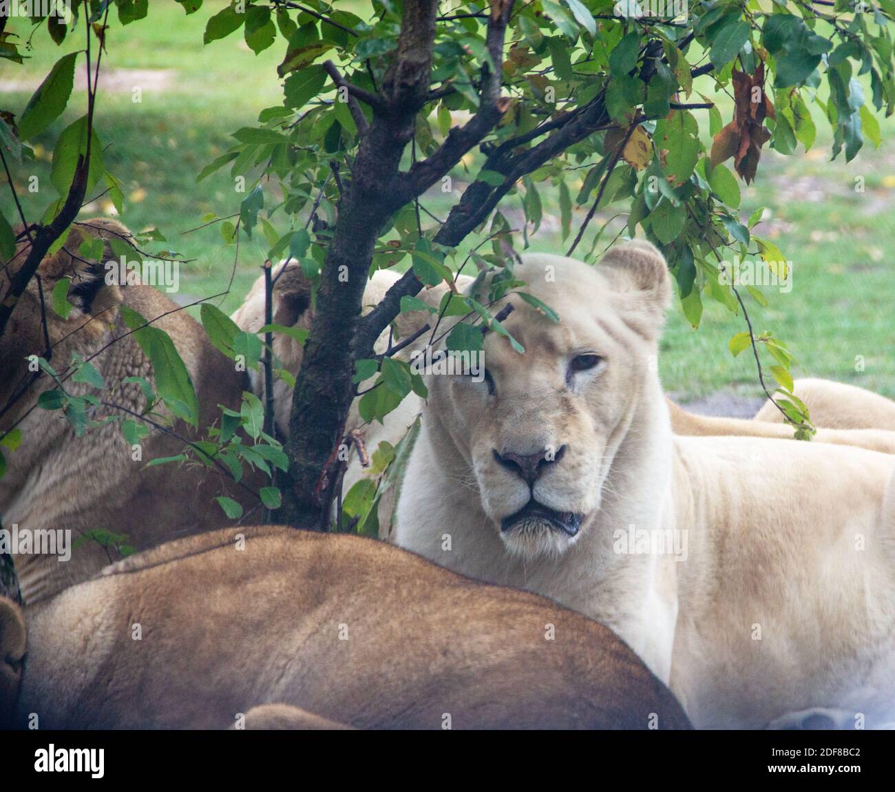 Image of several white lioness lying around a tree Stock Photo - Alamy