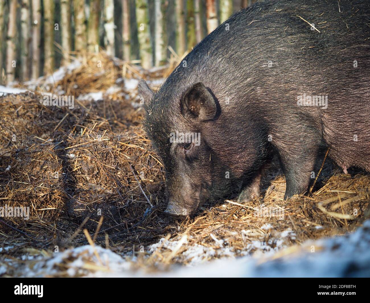 Danger wild nose pigs hi-res stock photography and images - Alamy