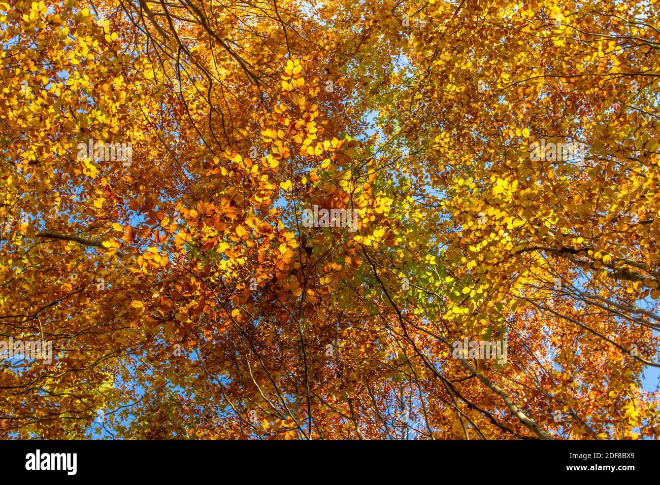 Sun shining through the tops of trees hi-res stock photography and ...