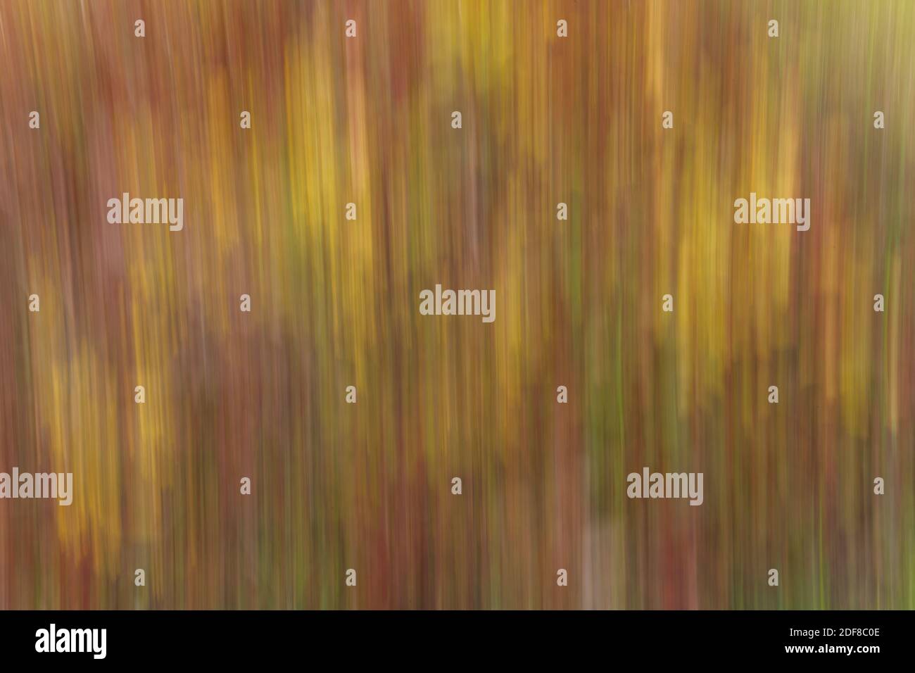 Artsy vertical motion blurred yellow flowers Stock Photo - Alamy