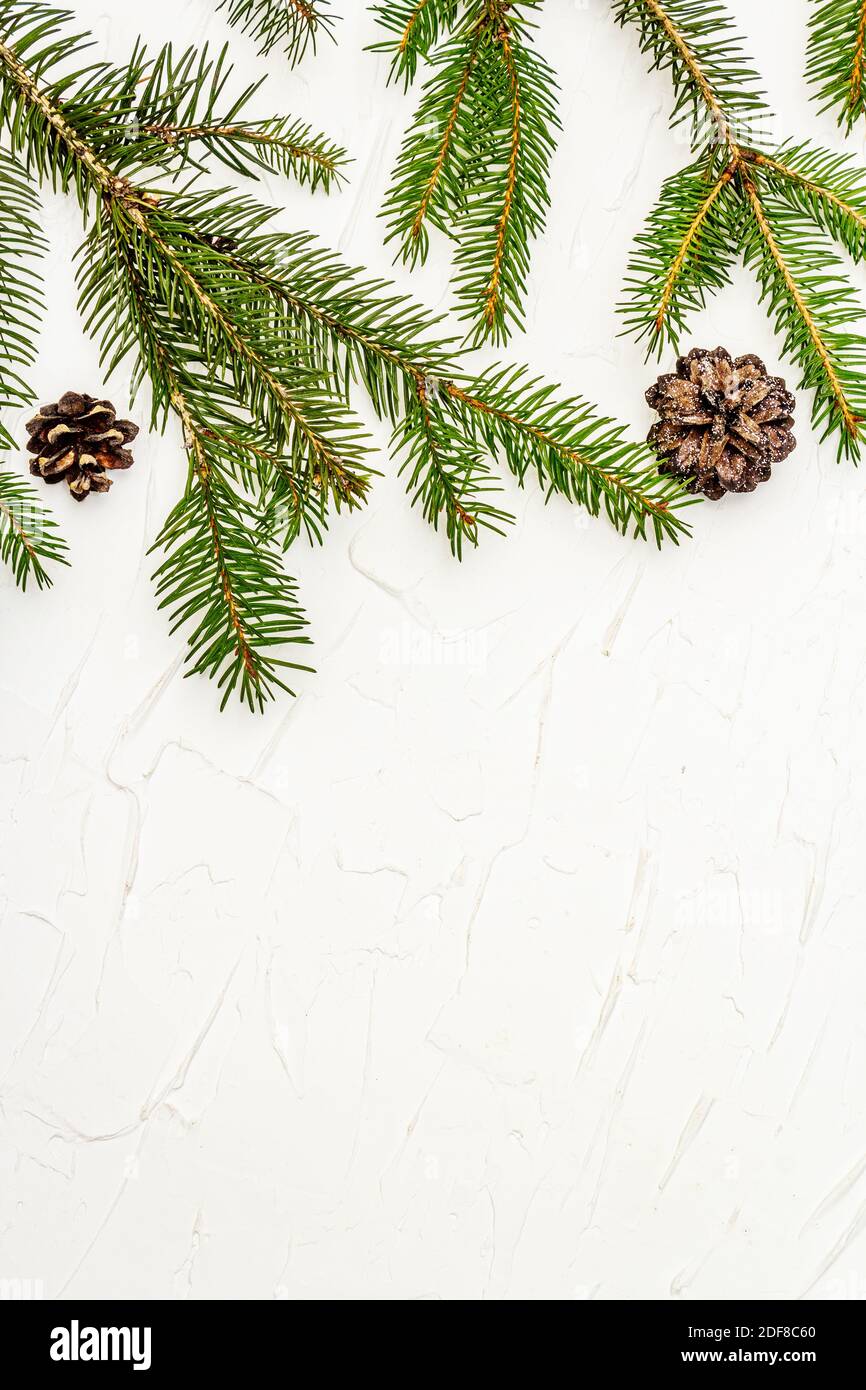 Christmas tree branches with pine cones on white putty background. New ...