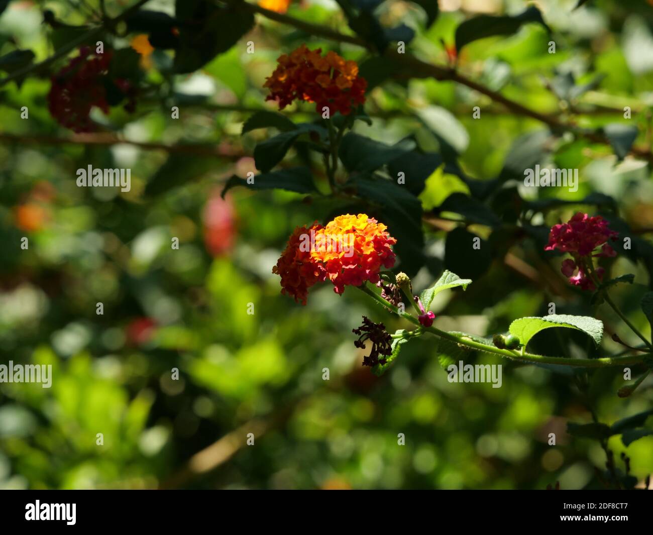 West indian lantana tree hi-res stock photography and images - Alamy