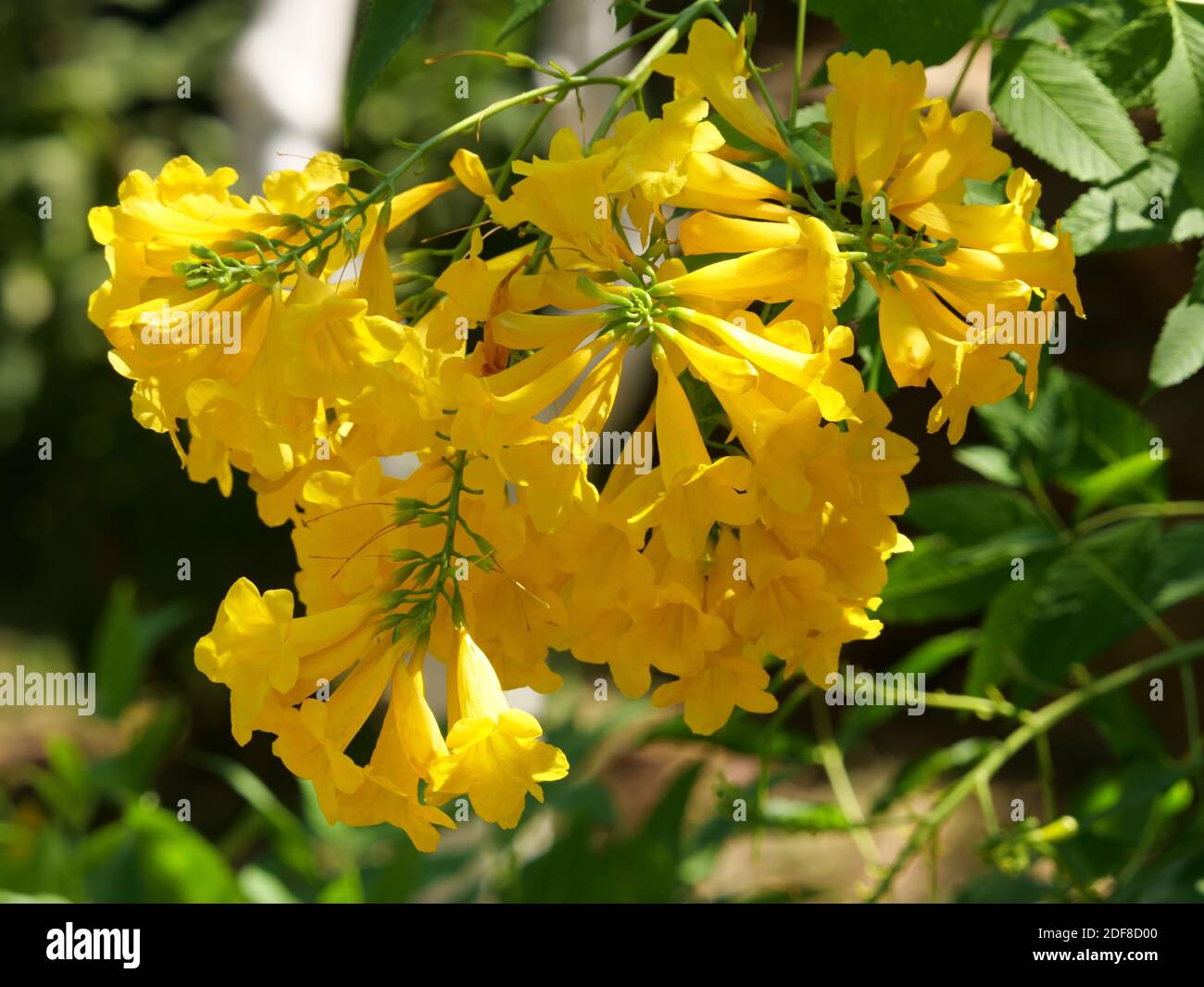 Ginger thomas flower hi-res stock photography and images - Alamy