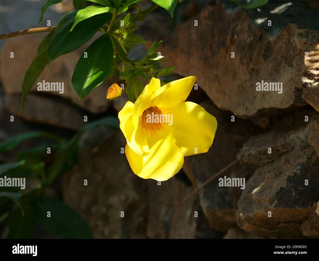 Allamanda flower hi-res stock photography and images - Alamy