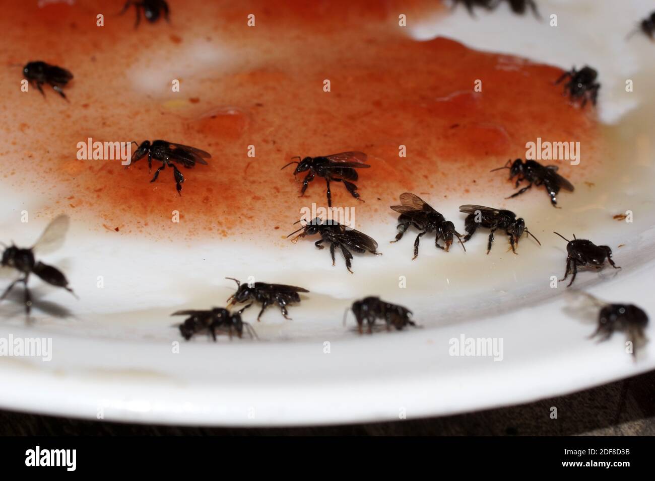 Tiny wild bees eat sweets from a plate. Stingless bees, stingless honey ...