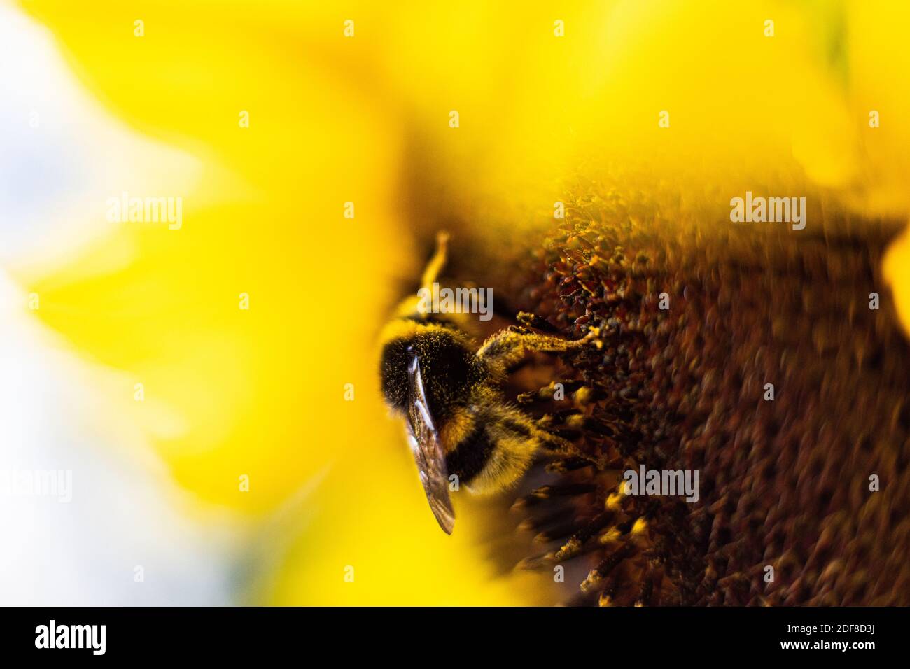 sunflower flower from above Stock Photo - Alamy