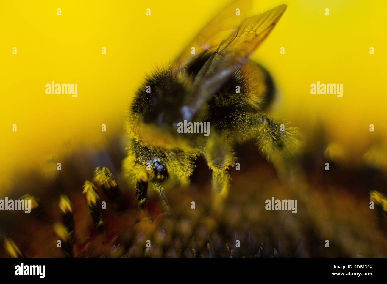 Bumblebee from above hi-res stock photography and images - Alamy