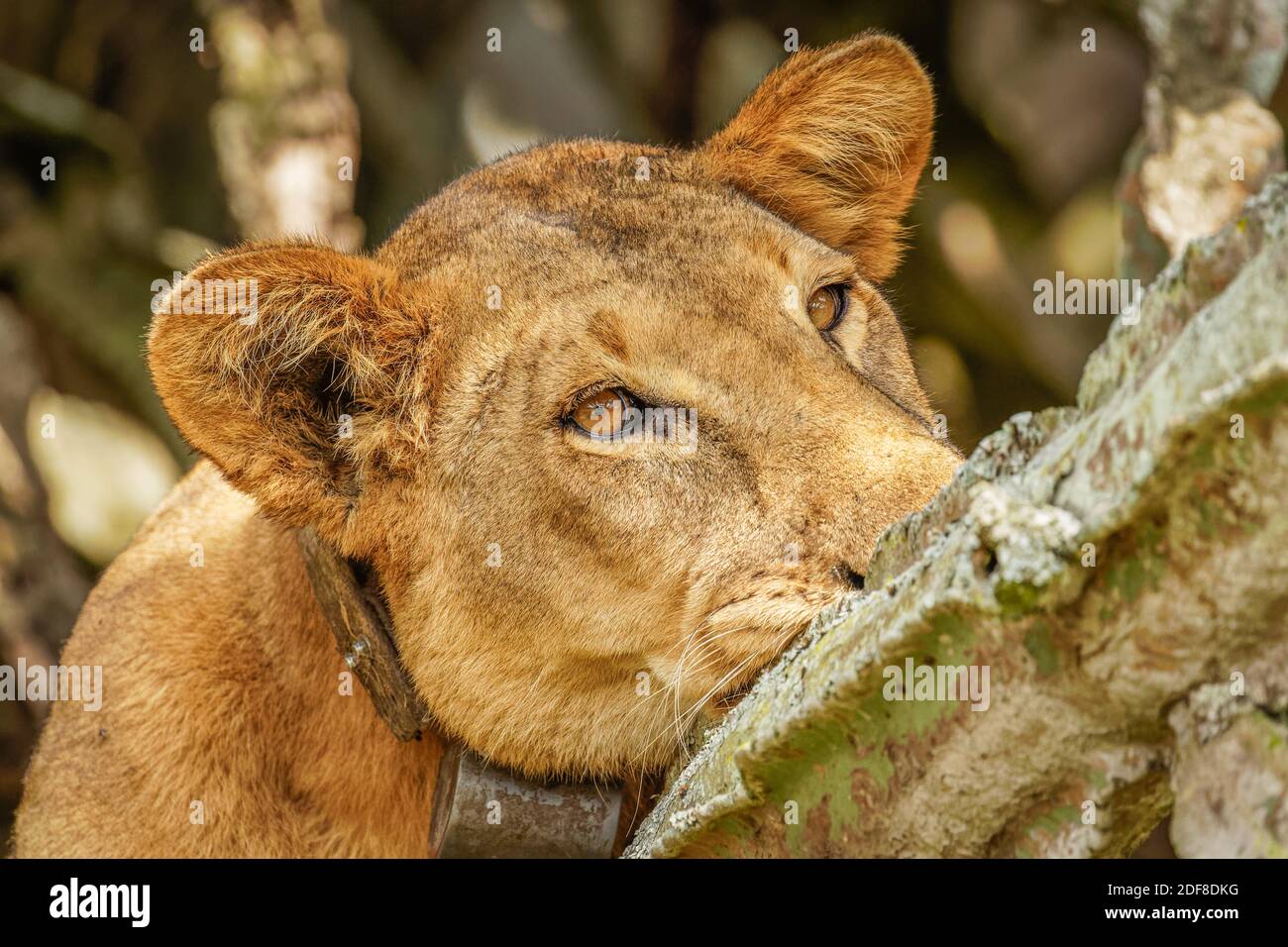 Tree climbing lion in Ishasha, Queen Elizabeth National Park, Uganda ...