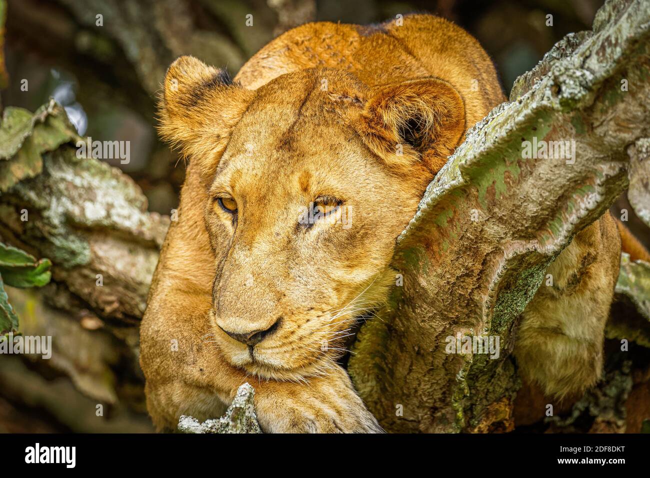 Tree climbing lion in Ishasha, Queen Elizabeth National Park, Uganda ...