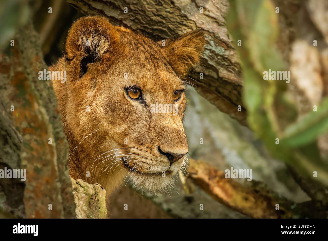 Tree climbing lion in Ishasha, Queen Elizabeth National Park, Uganda ...