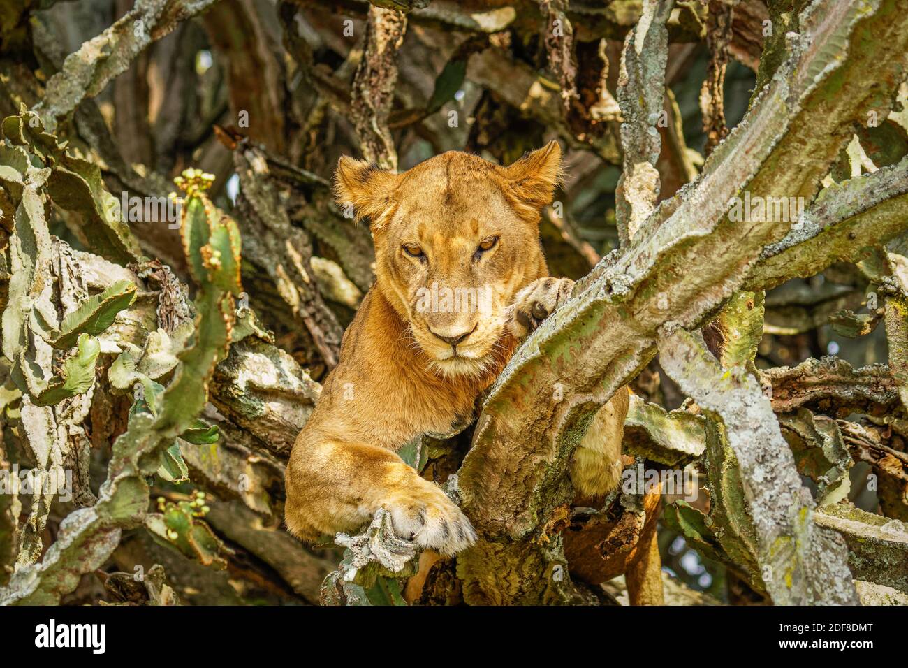 Tree climbing lion in Ishasha, Queen Elizabeth National Park, Uganda ...