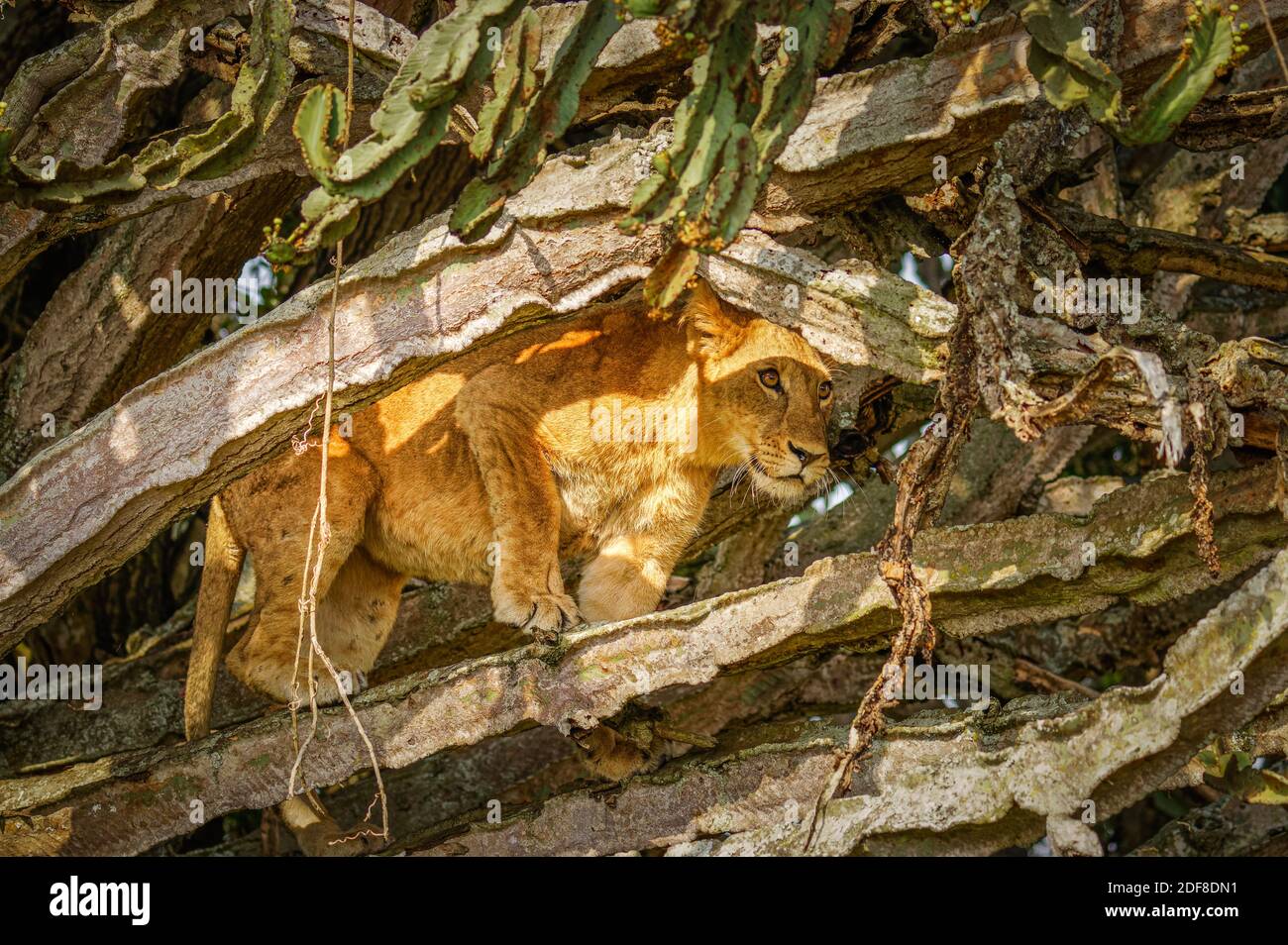 Tree climbing lion in Ishasha, Queen Elizabeth National Park, Uganda ...