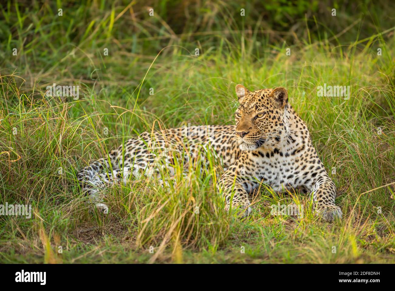 Leopard ( Panthera pardus) relaxing in the grass, Queen Elizabeth ...