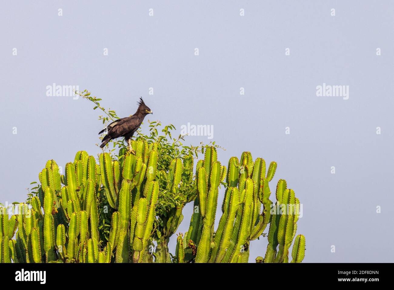 Raptor african predator crest hi-res stock photography and images - Alamy