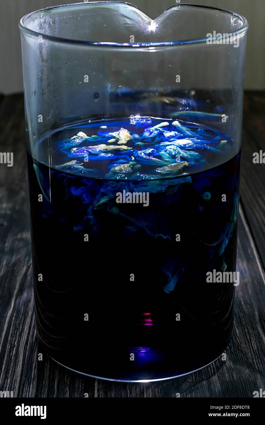anchan flower herbal blue tea Clitoria Ternatea in a glass beaker Stock ...