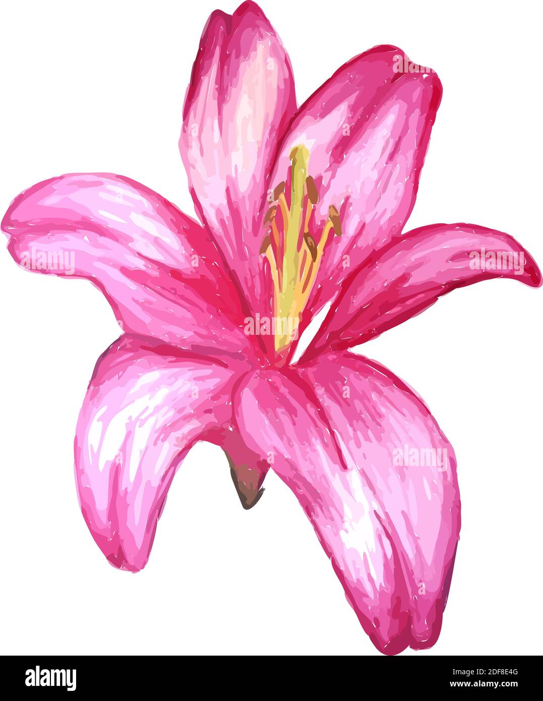 Watercolour drawing of pink lily isolated on white background Stock ...