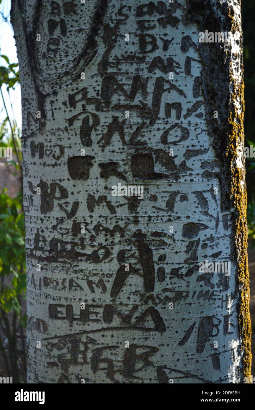 Birch Tree with Carved Names Love Message Stock Photo - Alamy