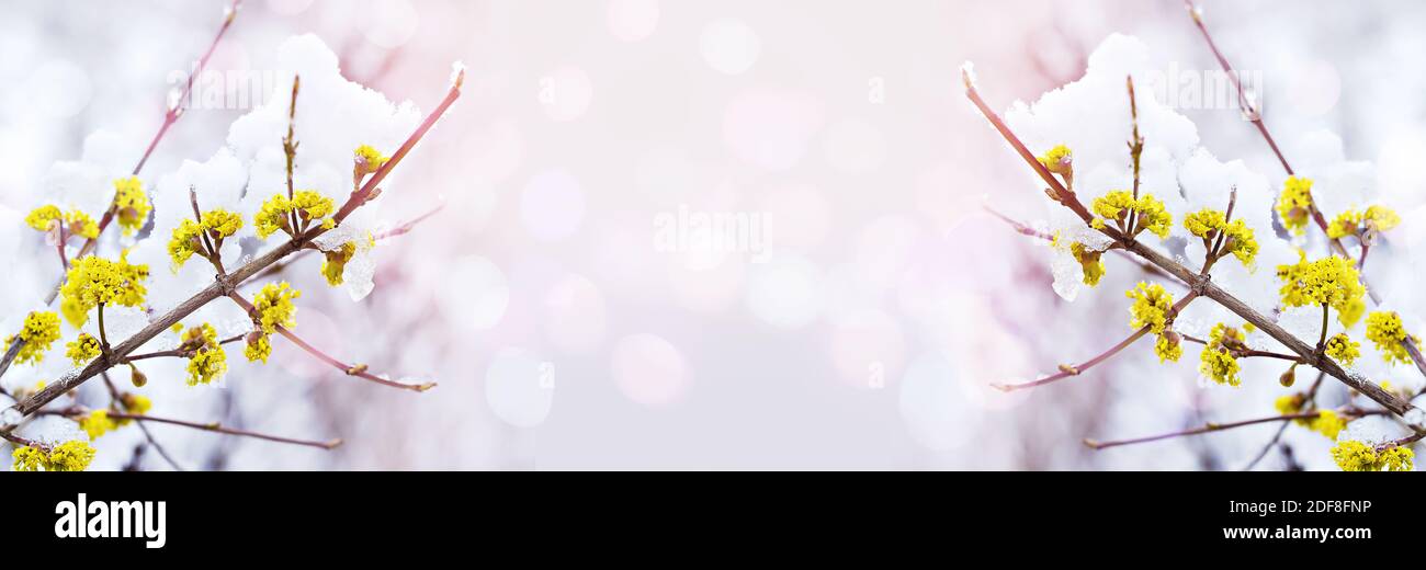 Flowering shrub during snowy spring, widescreen background. Art design ...