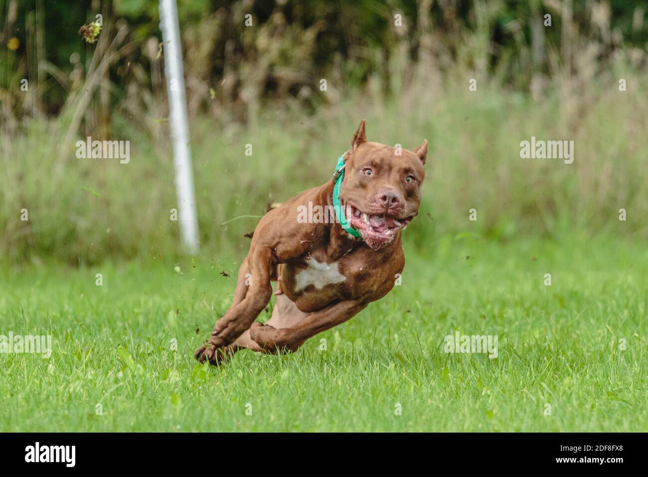 Running pit bull hi-res stock photography and images - Alamy