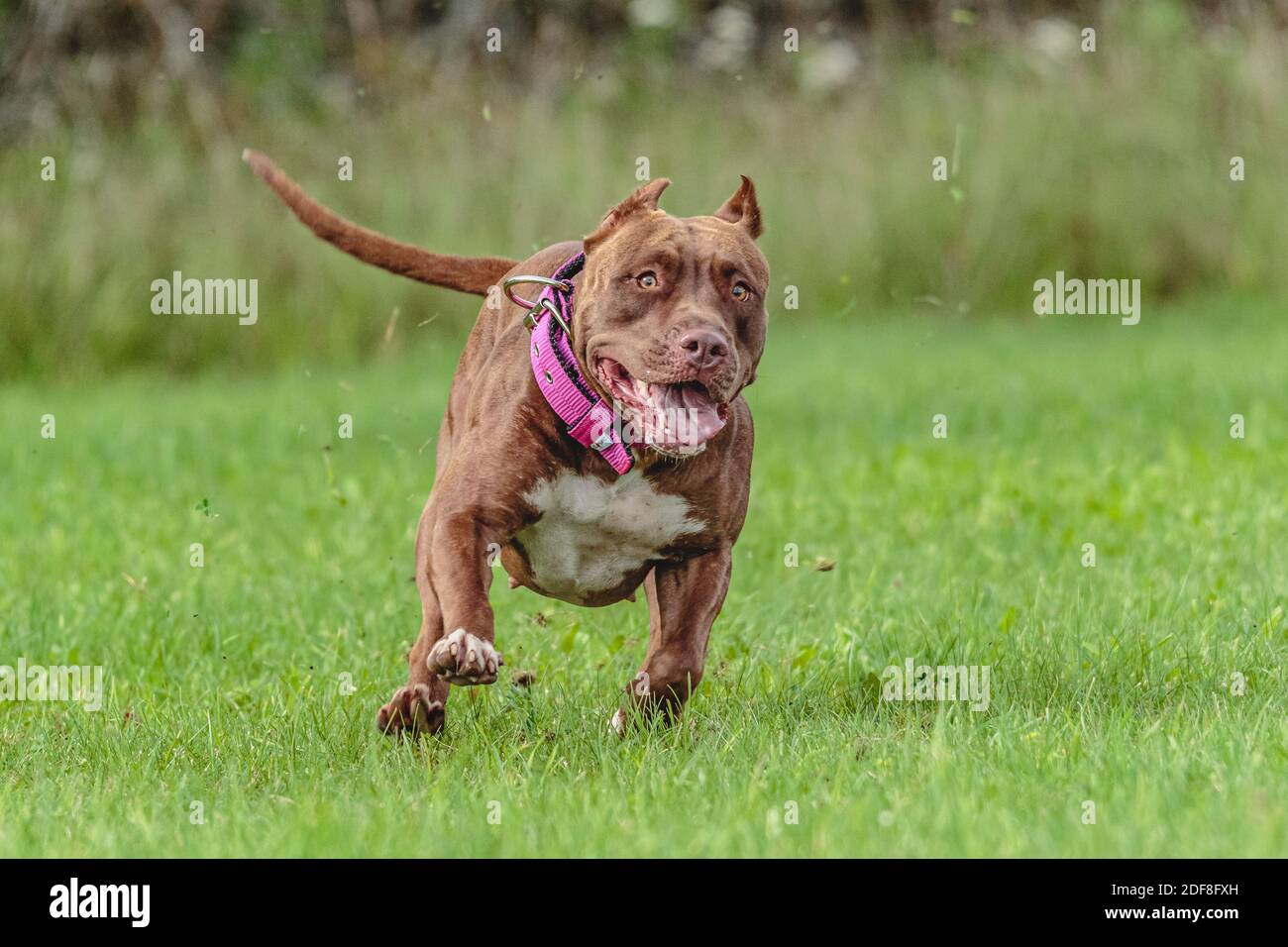 American Pit Bull Terrier running in the field Stock Photo - Alamy