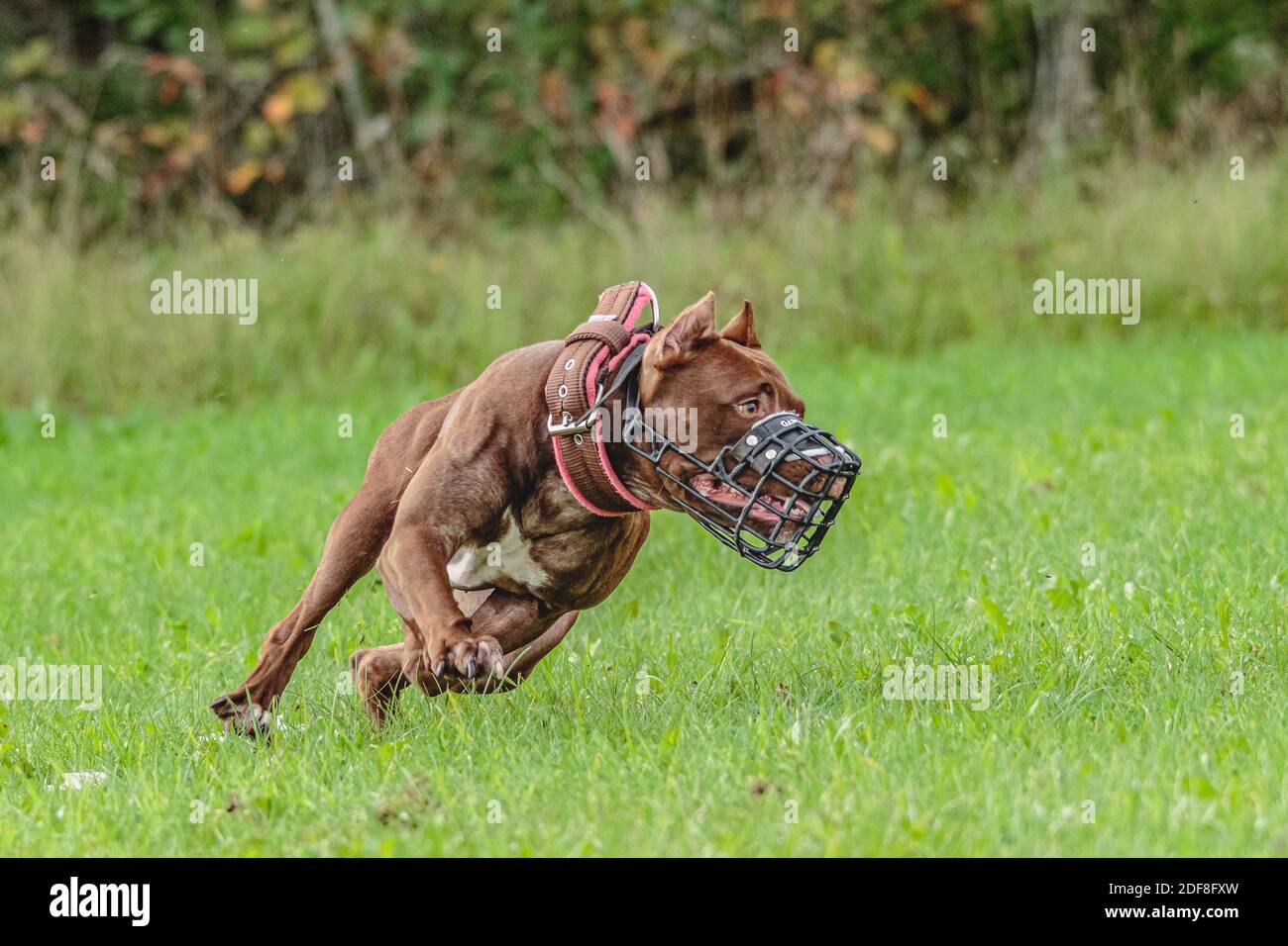 Pitbull running meadow hi-res stock photography and images - Alamy
