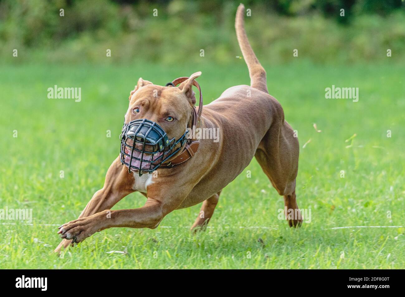 Pitbull Running Meadow High Resolution Stock Photography and Images - Alamy