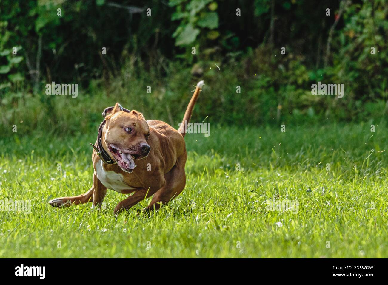 Pitbull running meadow hi-res stock photography and images - Alamy