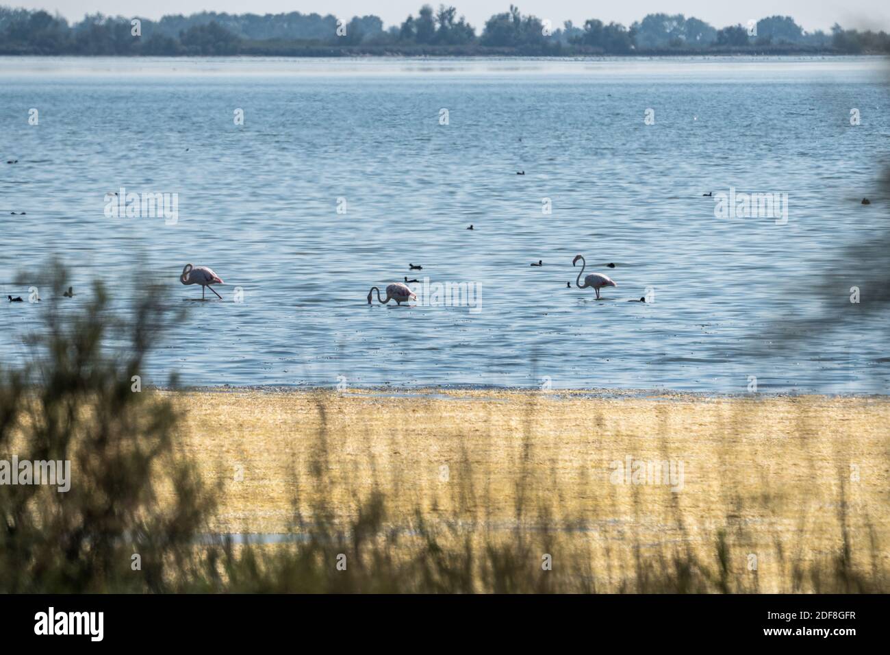Flamingos in the Camargue, France, Europe Stock Photo - Alamy