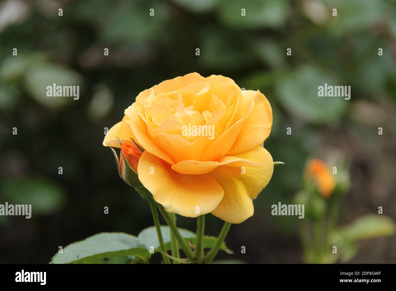 A Beautiful Yellow Flower Head of a Garden Rose Plant Stock Photo - Alamy