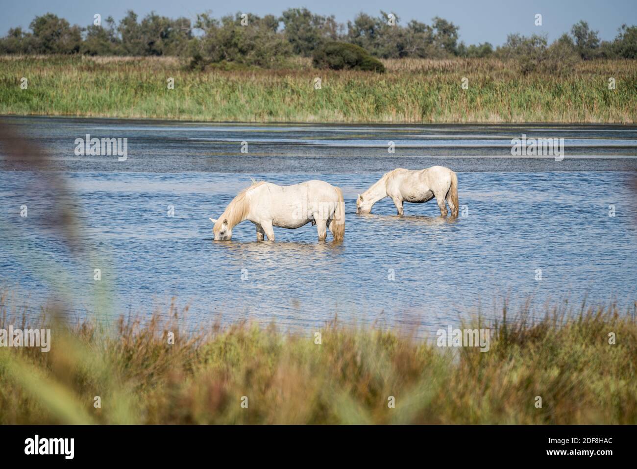 Wild horses in the Camargue, France, Europe Stock Photo - Alamy