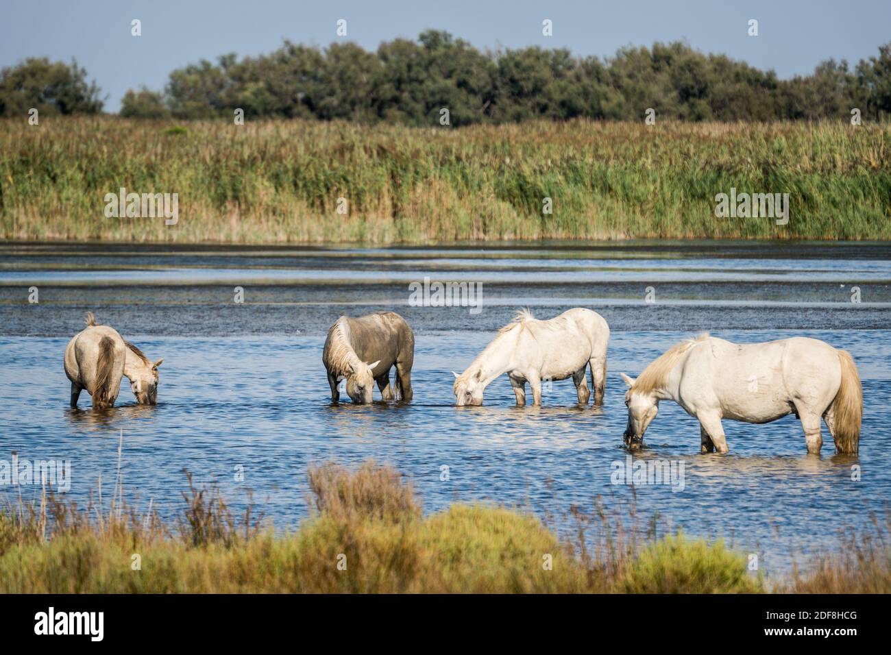 Wild horses in the Camargue, France, Europe Stock Photo - Alamy