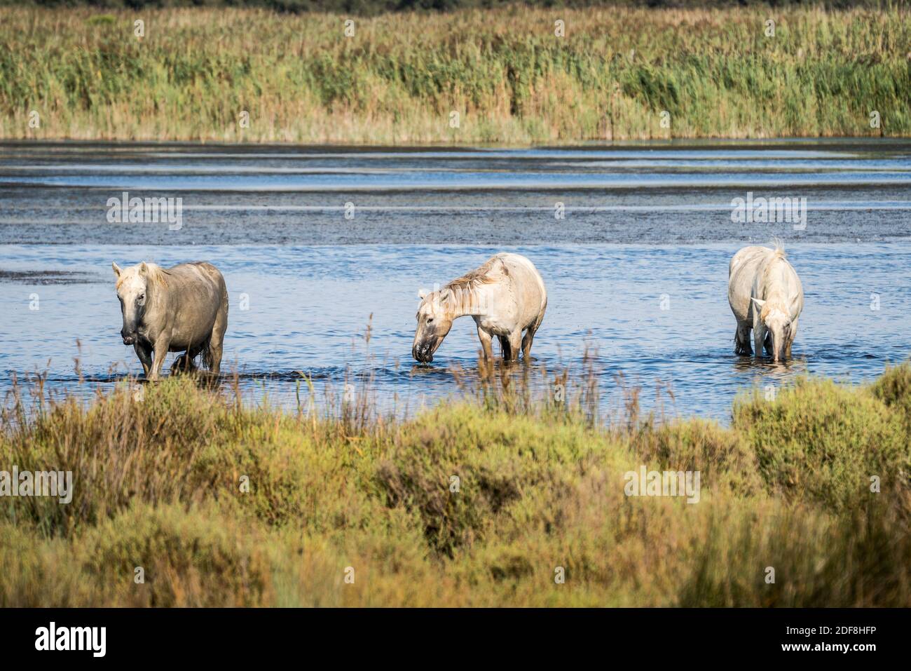 Wild horses in the Camargue, France, Europe Stock Photo - Alamy