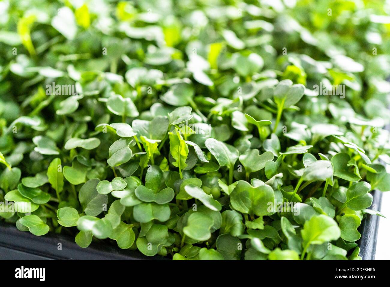 Harvesting radish microgreens from a large plastic tray Stock Photo - Alamy