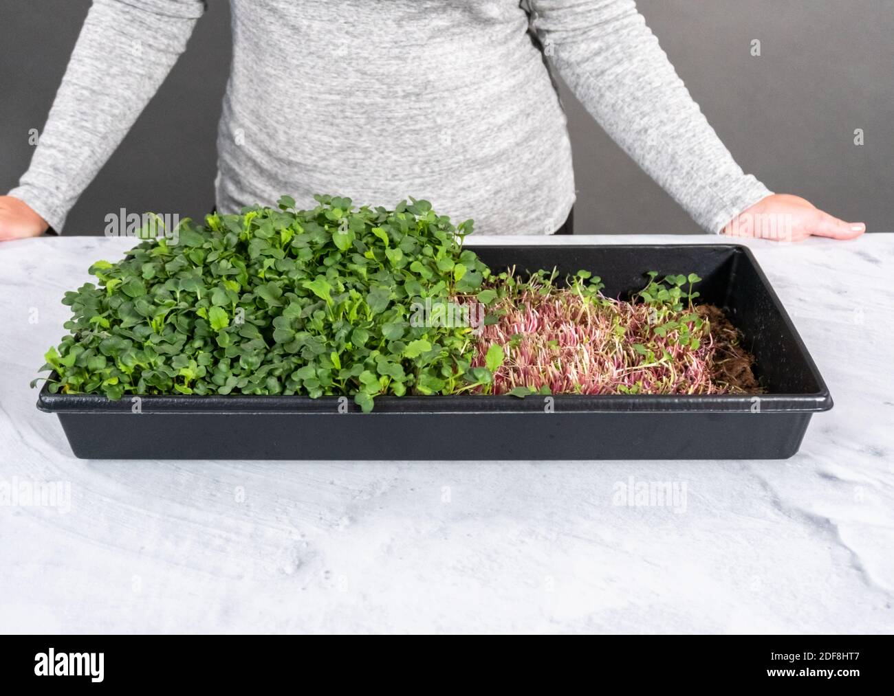 Harvesting radish microgreens from a large plastic tray Stock Photo - Alamy
