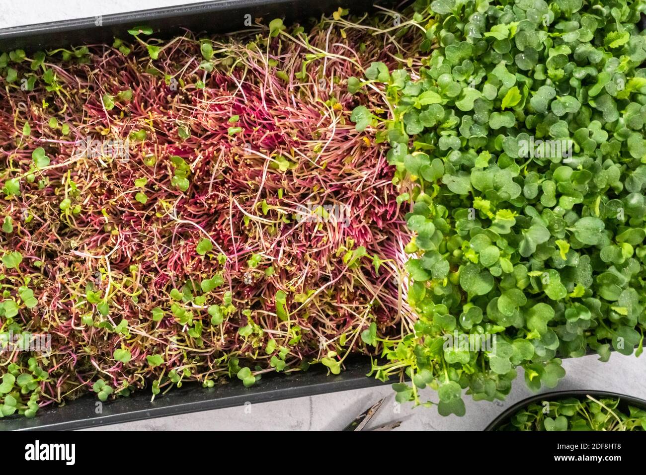 Flat lay. Harvesting radish microgreens from a large plastic tray Stock ...