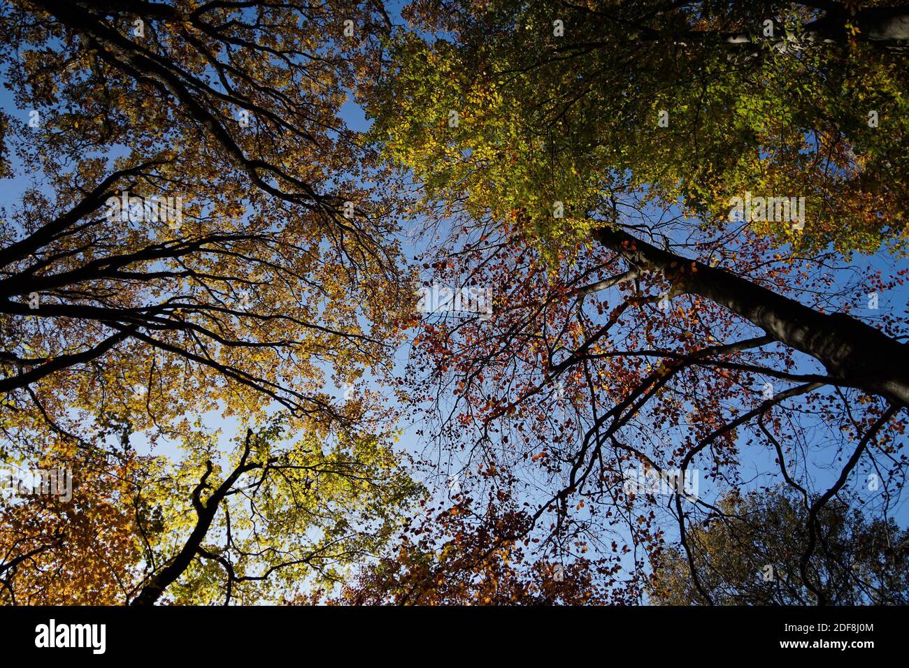 A view from below into treetops on a sunny and cloudless day in autumn ...