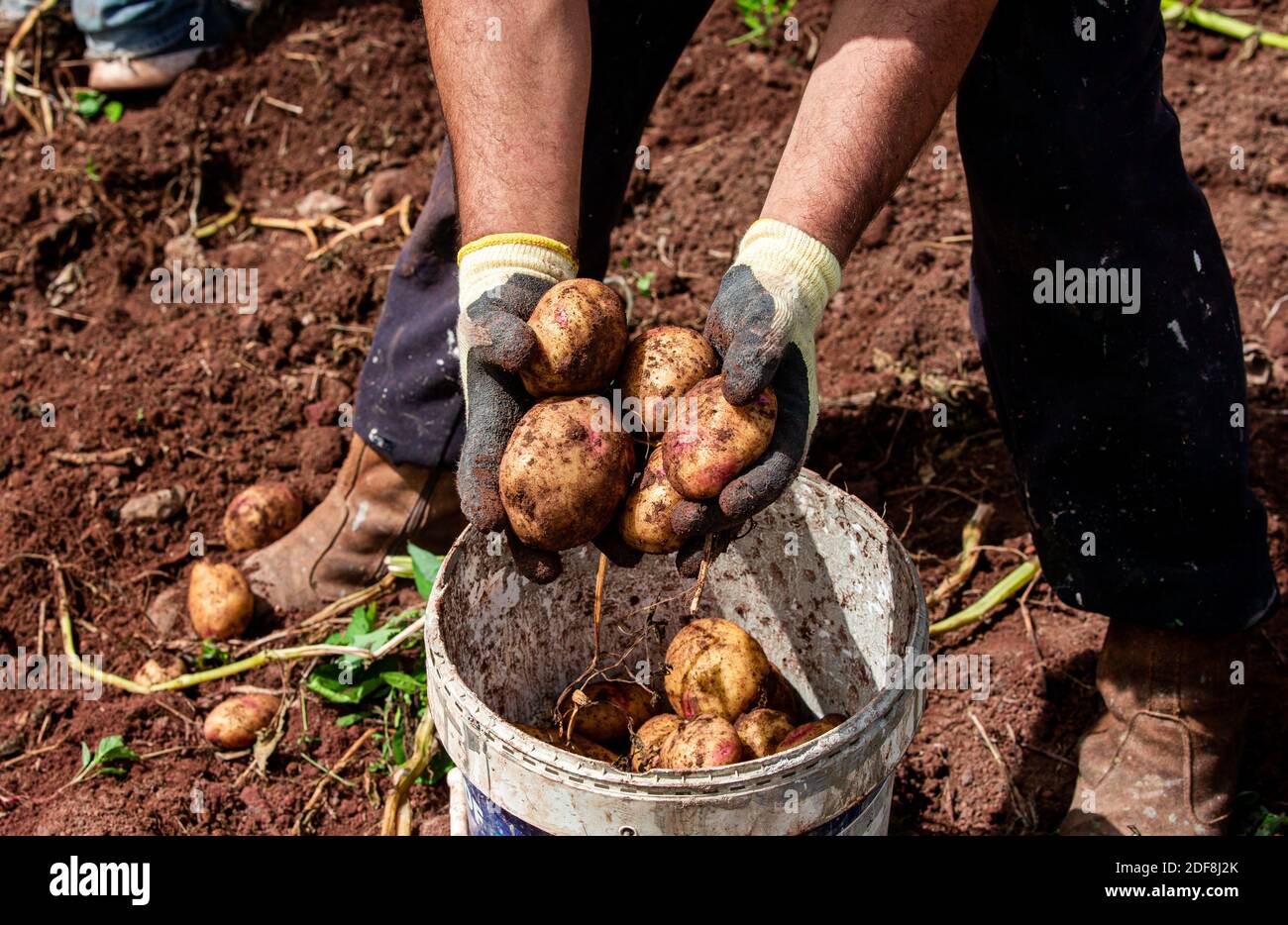 Selection of freshly harvested potatoes in the farm of Fontanales, Gran ...