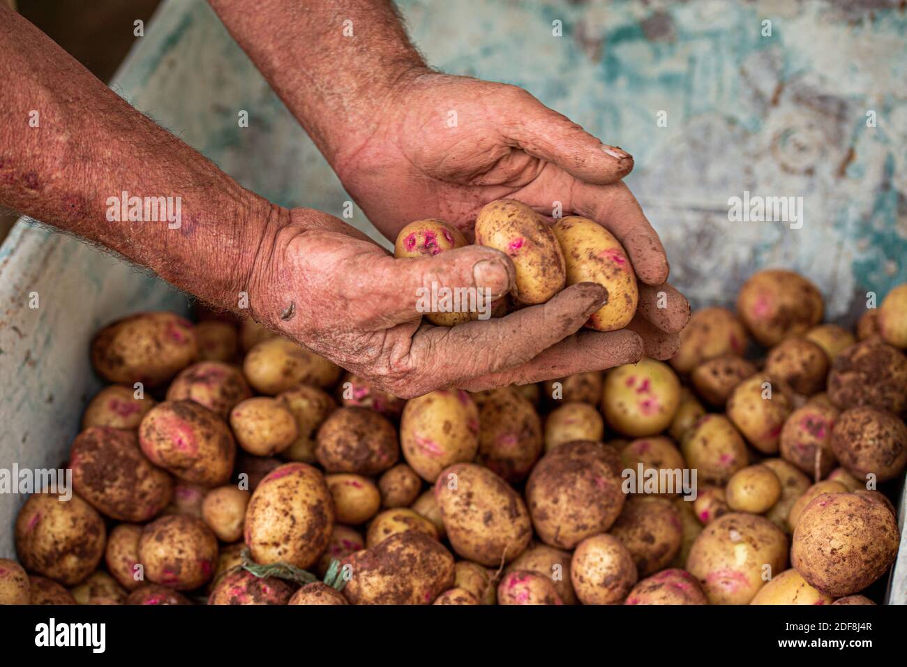 Selection of freshly harvested potatoes in the farm of Fontanales, Gran ...