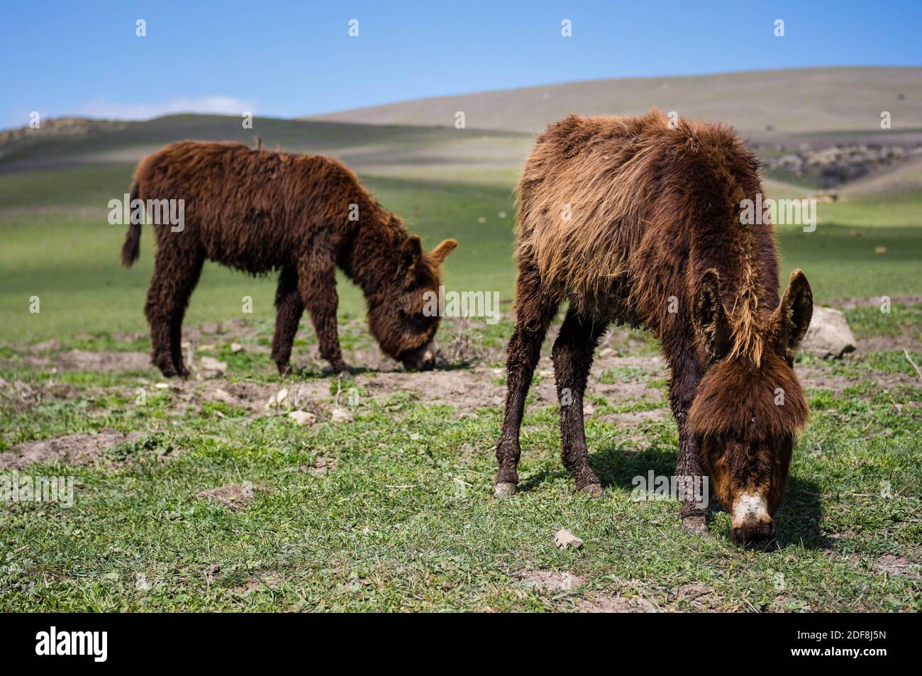Miniature donkeys hi-res stock photography and images - Alamy