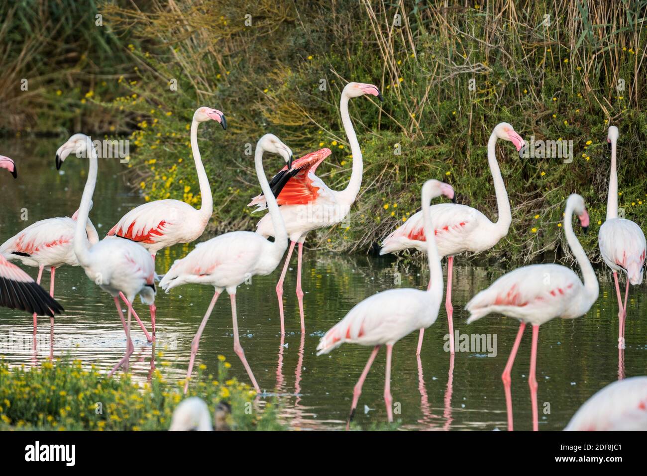 Flamingos in the Camargue, France, Europe Stock Photo - Alamy