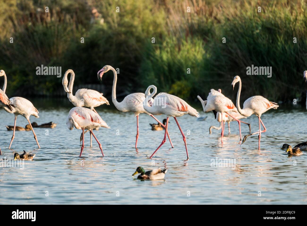 Flamingos in the Camargue, France, Europe Stock Photo - Alamy