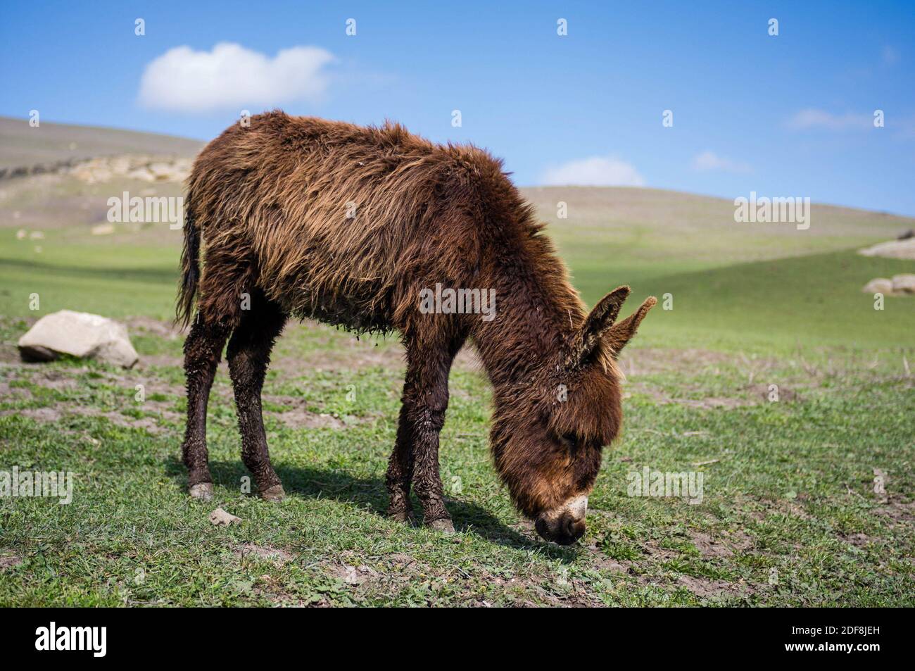 Miniature brown donkey enjoying grass during sunny Spring day, Georgia ...