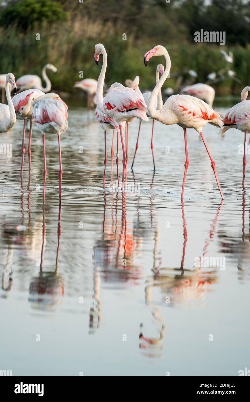 Flamingos in the Camargue, France, Europe Stock Photo - Alamy