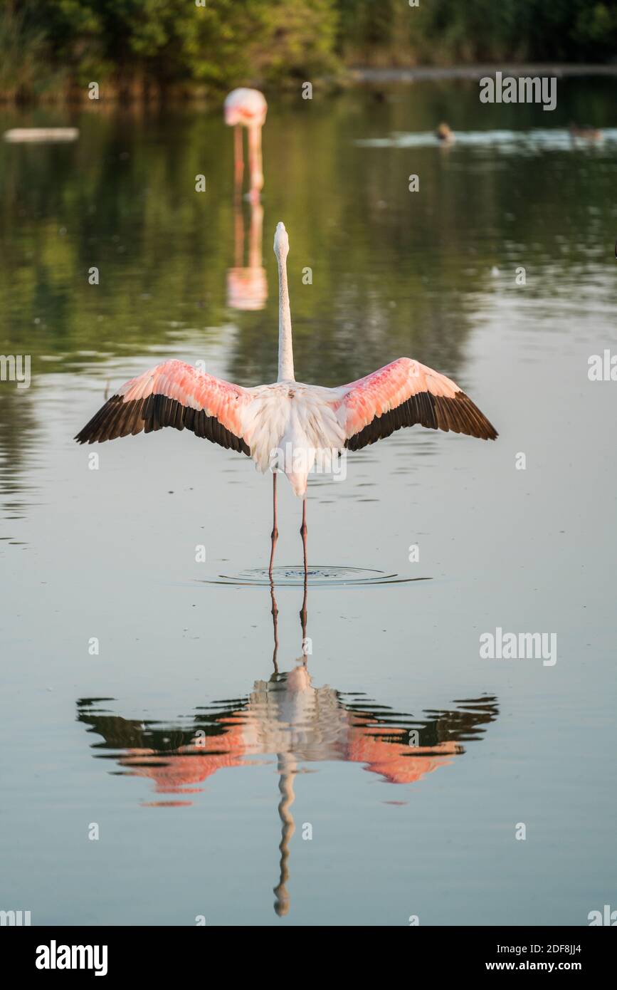 Flamingos in the Camargue, France, Europe Stock Photo - Alamy