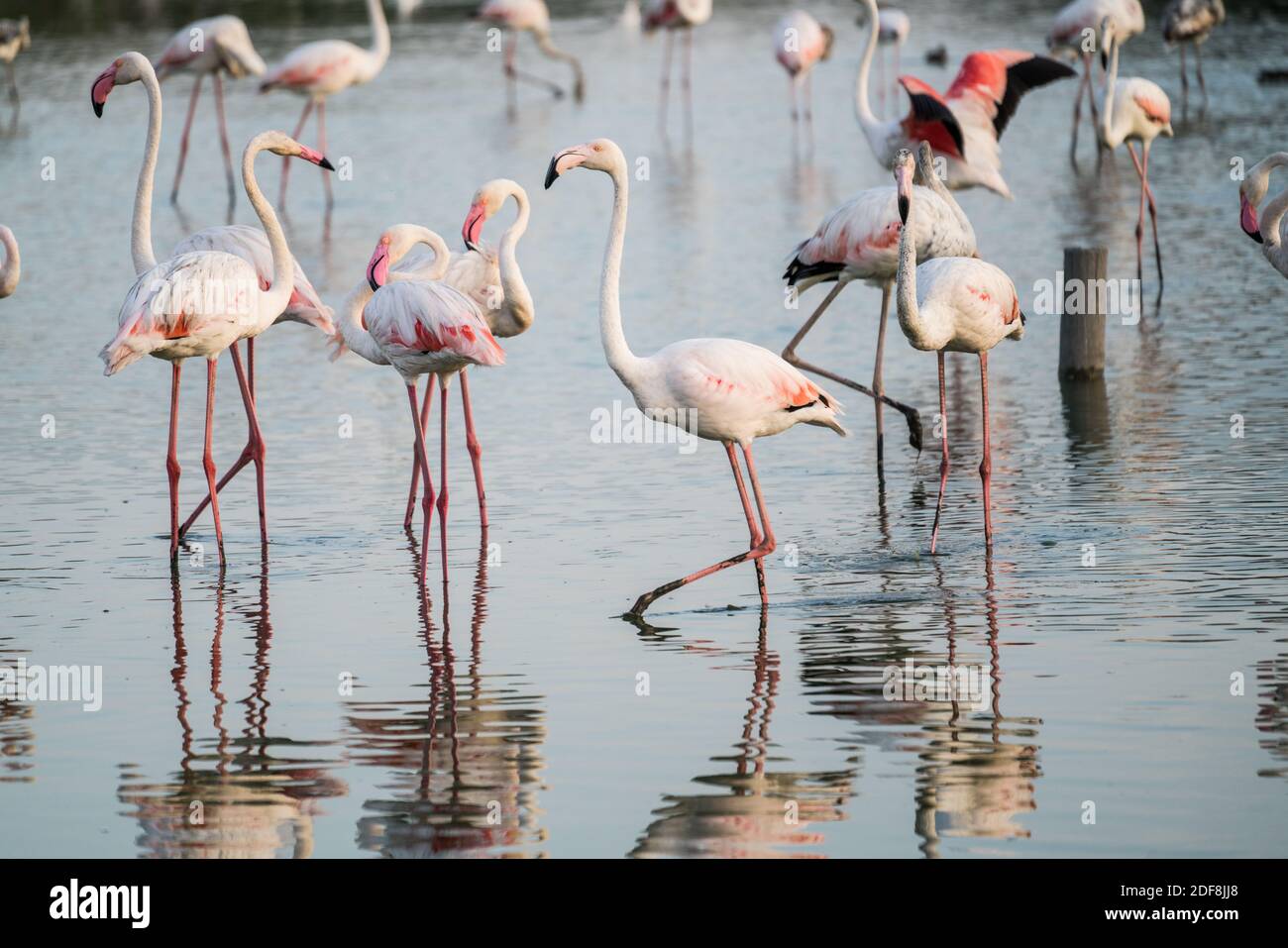 Flamingos in the Camargue, France, Europe Stock Photo - Alamy